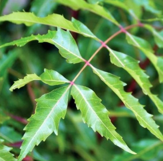 Pokok Semambu / Neem [REAL PLANT] | Lazada