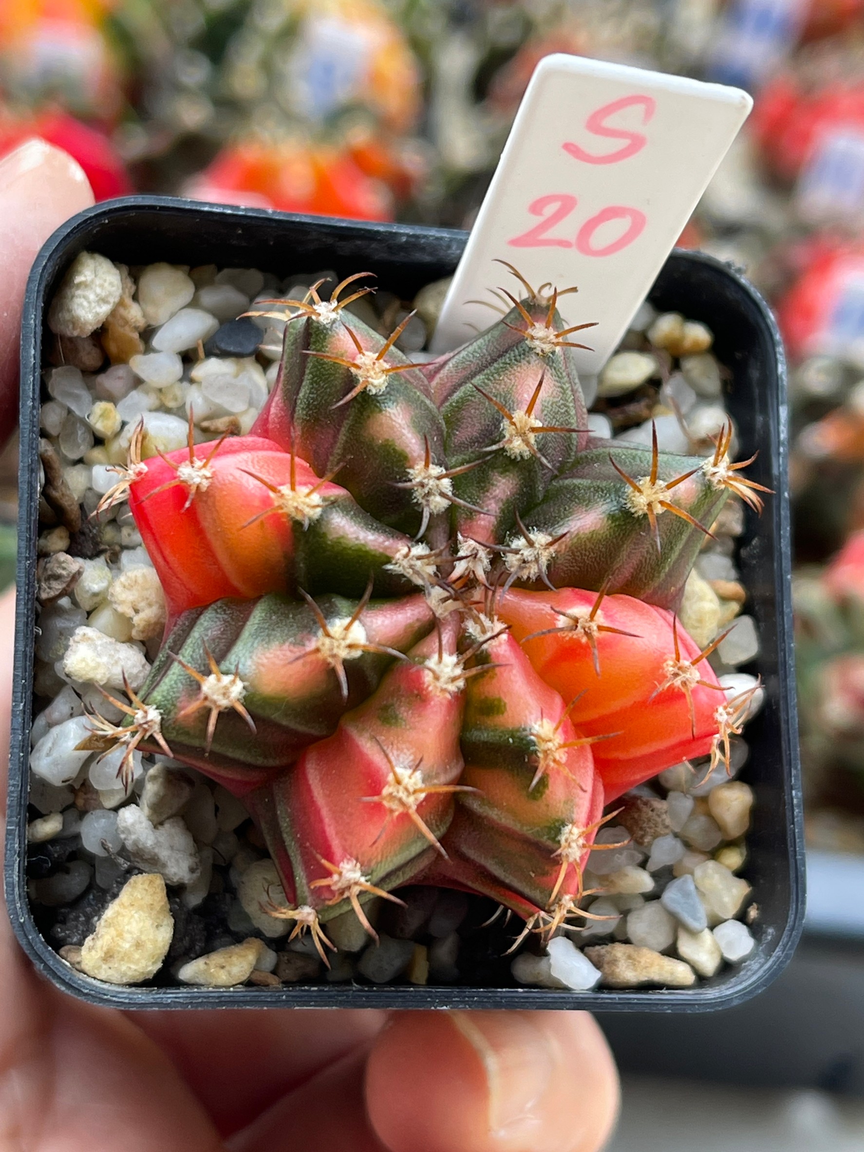 ยิมโนด่าง S-4 (6CM.) แคคตัสไม้เมล็ด ลุ้นด่าง ต้นแข็งแรง จัดส่งแบบพร้อม ...