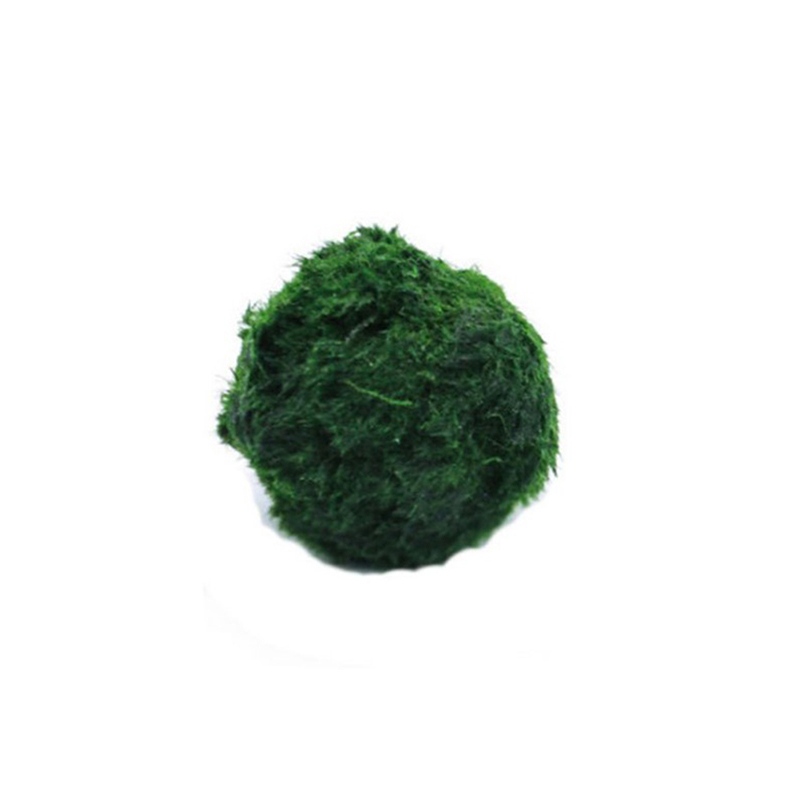 3-4cm Marimo Moss Balls Live Aquarium Plant Algae Fish Shrimp Tank Ornament MENGYU | Daraz.lk