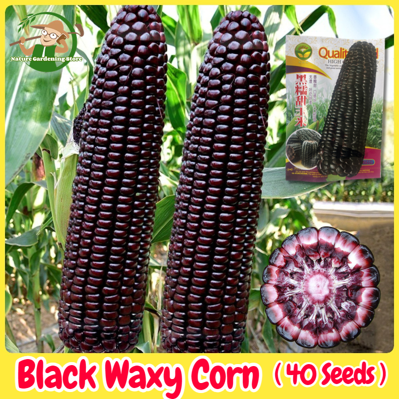 Sweet Glutinous Black Corn Seeds for Planting (40 Seeds) - Purple Black ...