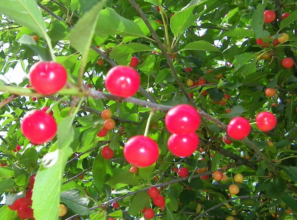 British Columbia Early Richmond Cherry Tree Seeds - High Yielding Juicy ...