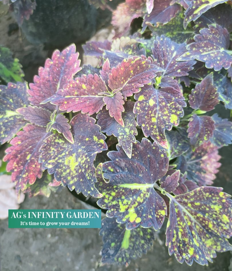 Mayana Coleus Neon Polka Live Plant With FREE plastic pot, garden soil ...