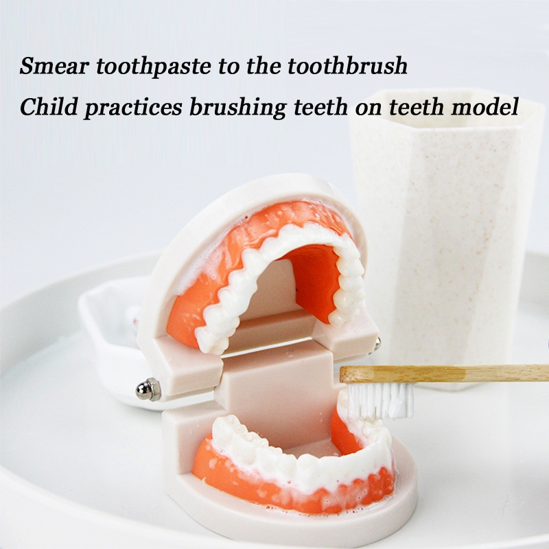 Toddler Tooth Brushing Teaching Tool Early Education Tooth Model ...