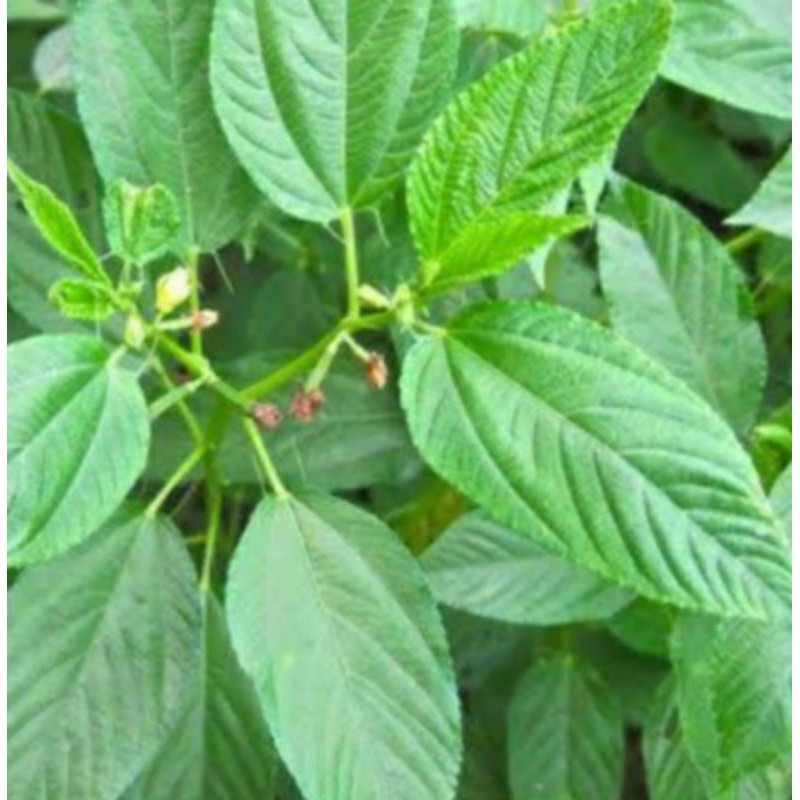 Saluyot/Jute (50 seeds) 【It's a seed! not a plant](50 PCs.) Common use ...