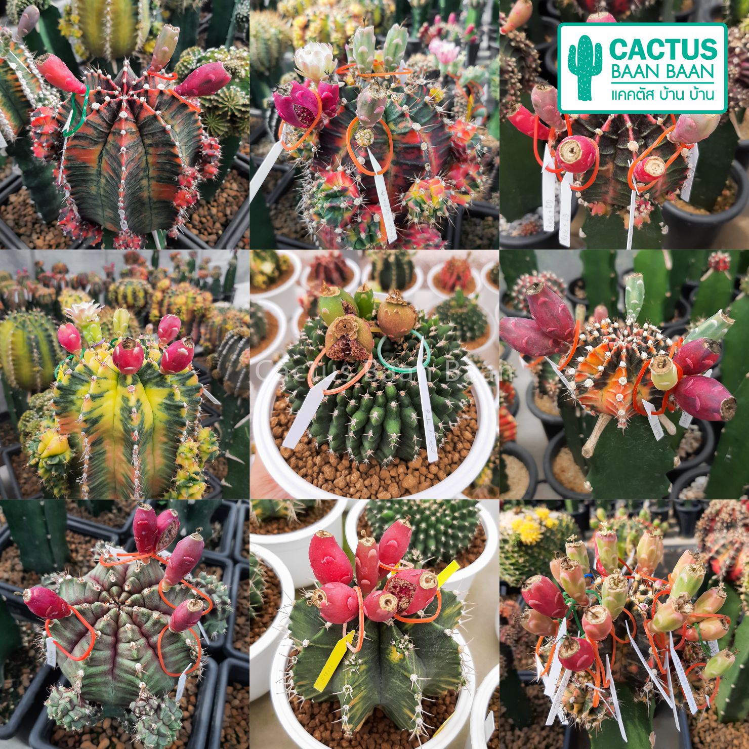 เมล็ดแคคตัส ยิมโนด่างมิกซ์ ชุดล่ะ 120 เมล็ด (Gymnocalycium Variegated ...