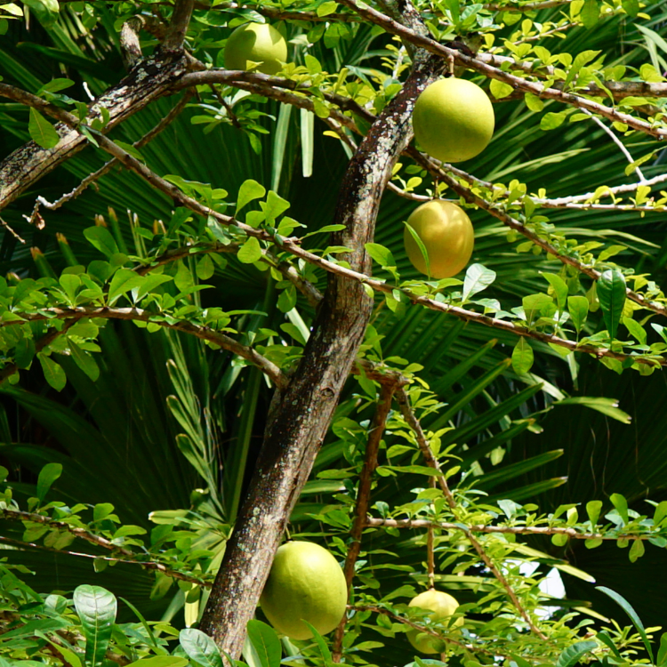 Limau Bali / Pomelo (Citrus maxima) - Pokok Hidup / Live Plant | Lazada