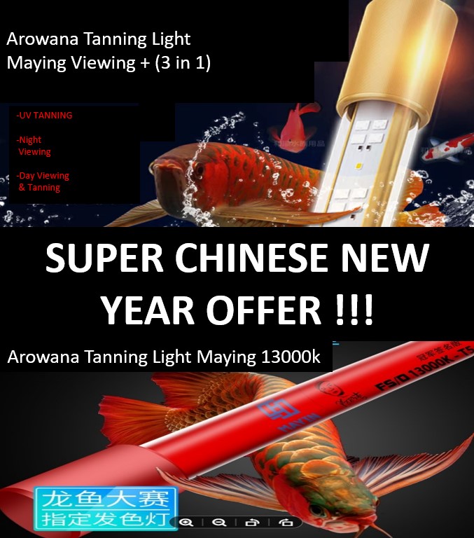 Arowana Tanning Light. Mayin 13000k arowana tanning light. Mayin. Fish ...
