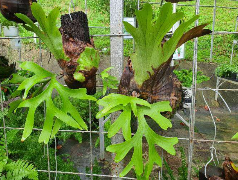 Giant Staghorn Fern - Platycerium grande (S) - Ornamental Foliage ...