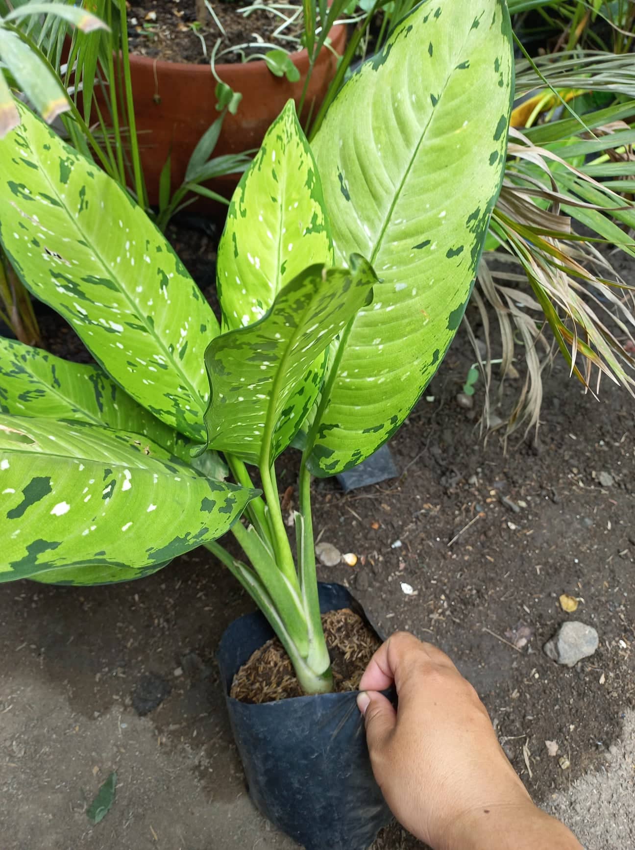 DIEFFENBACHIA PLANT TROPICAL MARIAN DIEFFEN LIVE PLANT REAL PLANT ...