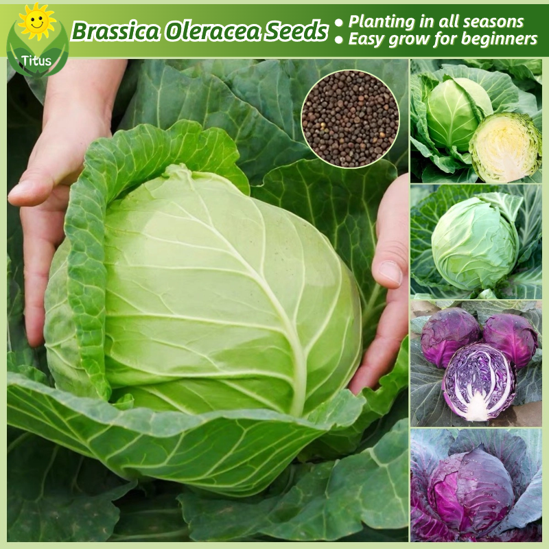 100% Legit Fresh Brassica Oleracea Repolyo Seeds for Planting (200pcs ...