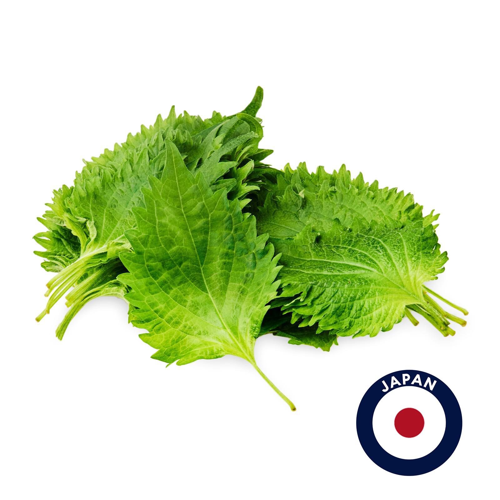 Kirei Ohba - Shiso Perilla Leaves Japanese (Small Pack 20 Pcs) | Lazada ...