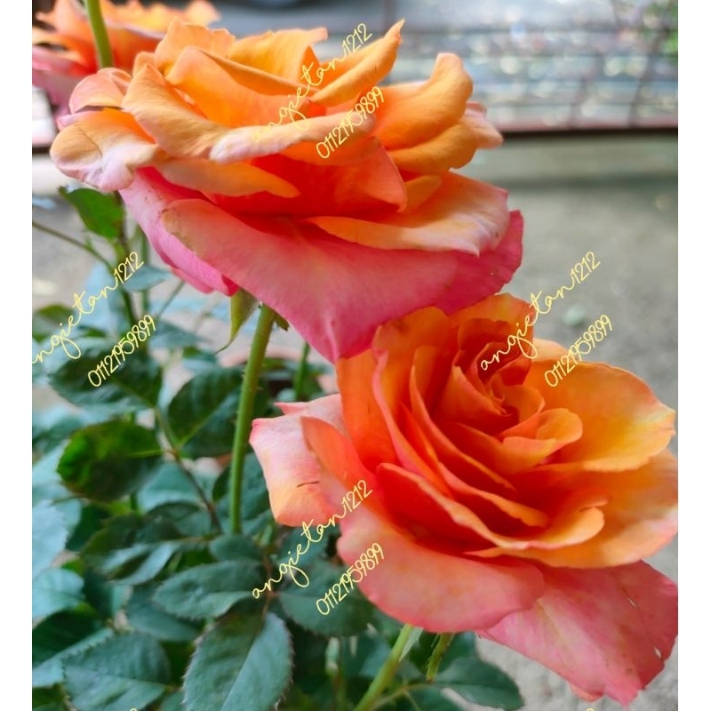 Ros thai jenis tahan panas☸ | Lazada