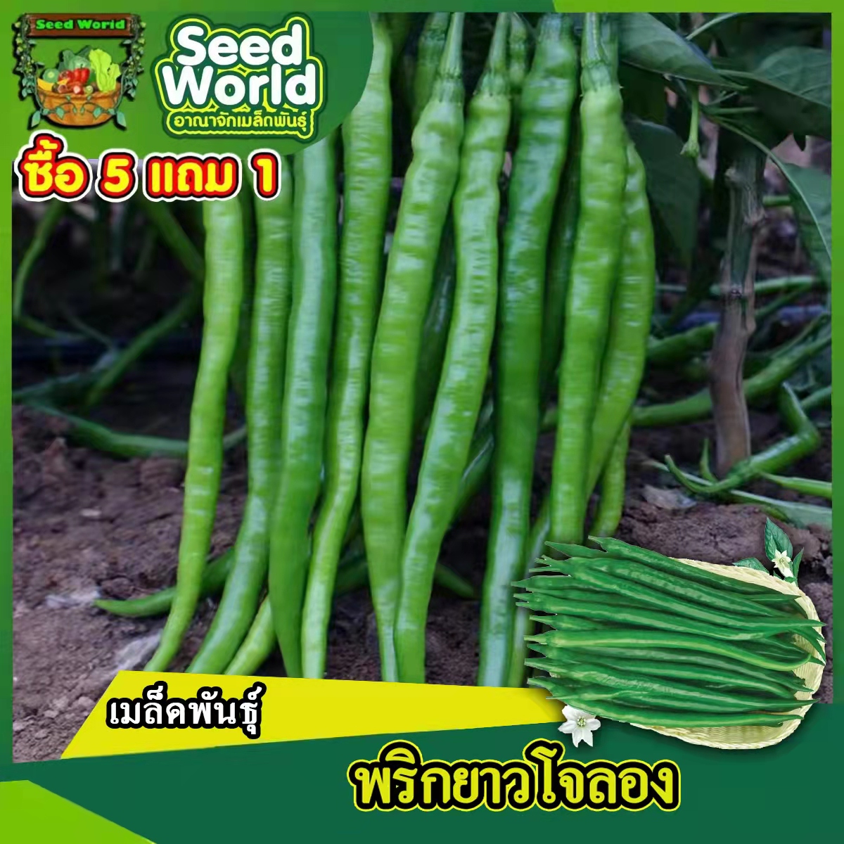 เมล็ดพันธุ์พริกโจรอง 100เมล็ด เมล็ดพริกโจรอง ผลยาว เผ็ดหอม สายพันธุ์แท้ ...