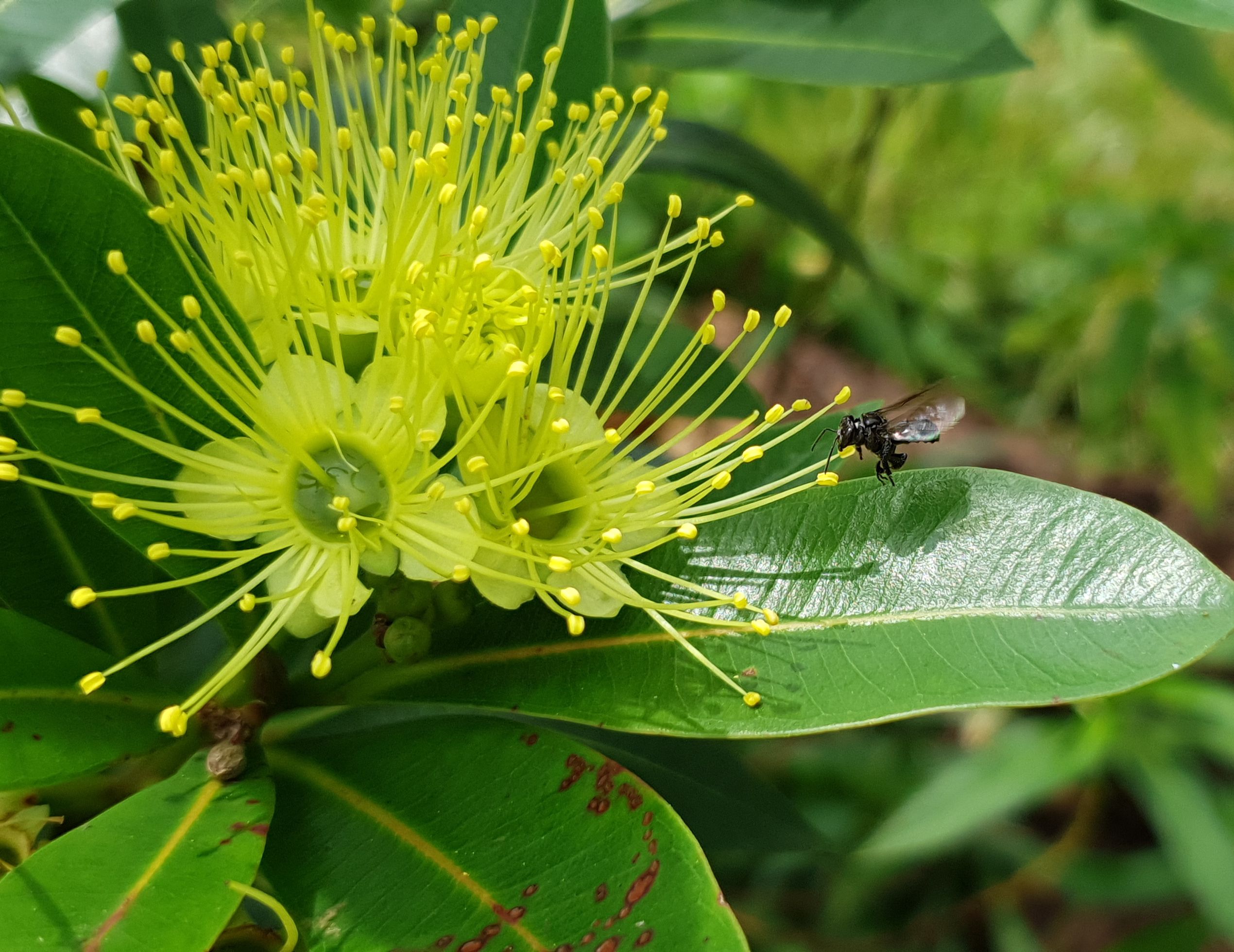 50 BENIH [SEGAR] Golden Penda Flower Tree🌻 Honey Plant🐝黄金熊猫花树苗🌻蜜源植物🐝 ...