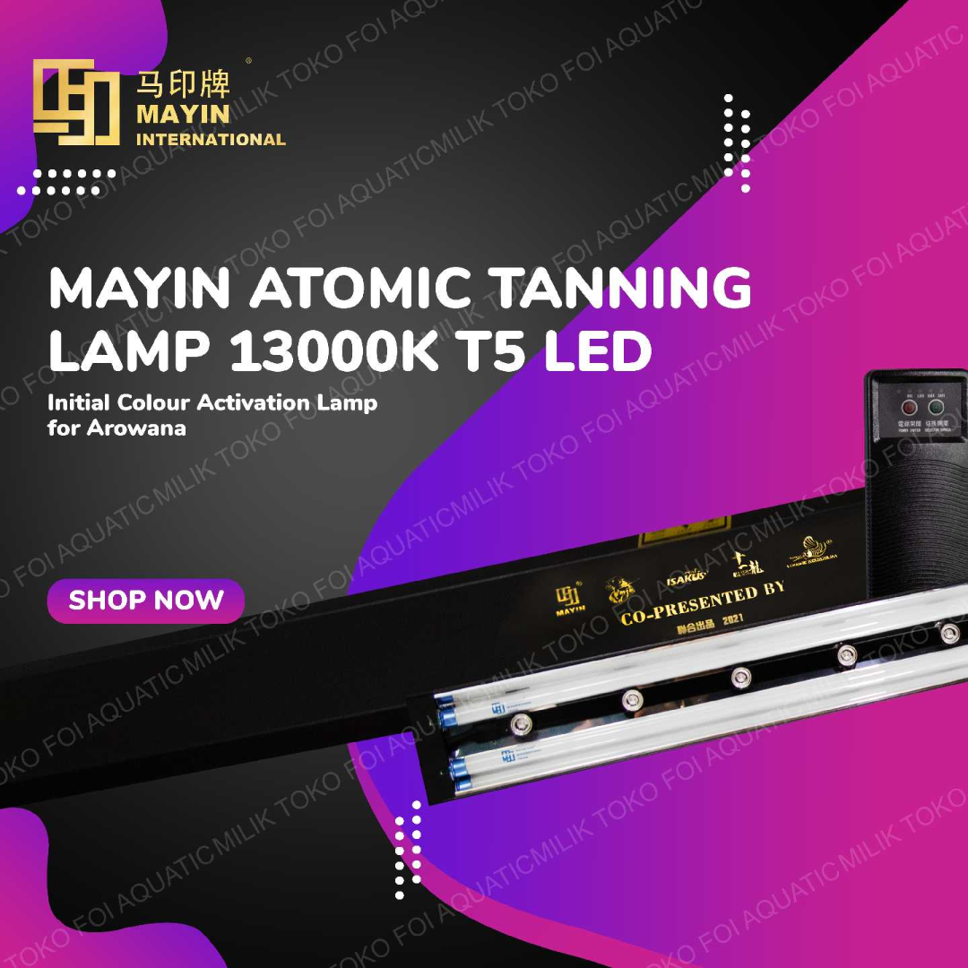 MAYIN Atomic Tanning Lamp 13000K T5 LED Lampu Aquarium Ikan Arwana ...