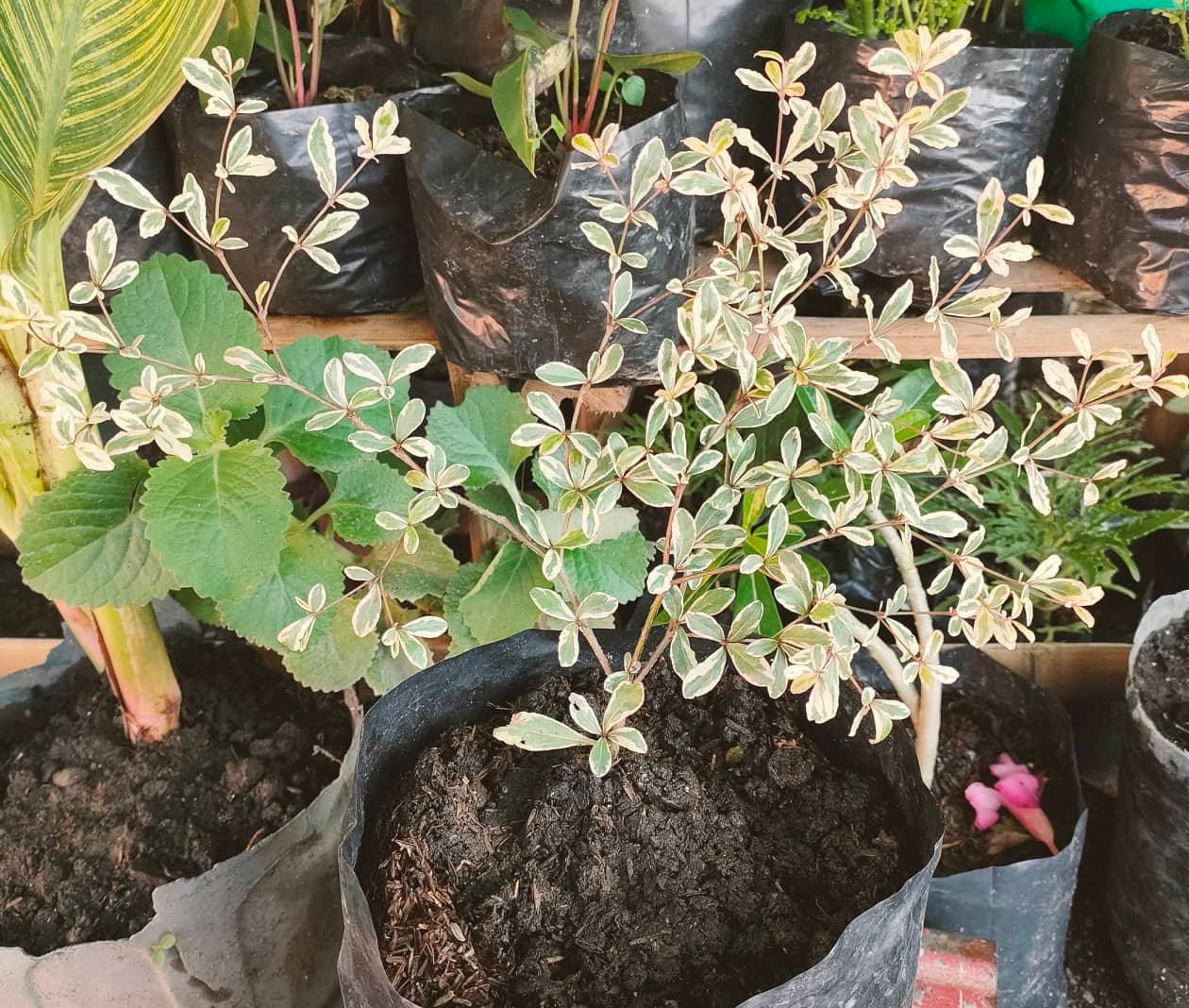 VARIEGATED AFRICAN TALISAY TREE-OUTDOOR PLANTS-REAL PLANTS | Lazada PH