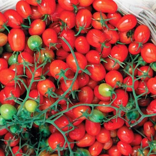 Hybrid Kamatis (Diamante Max F1) 10 Seeds | Lazada PH