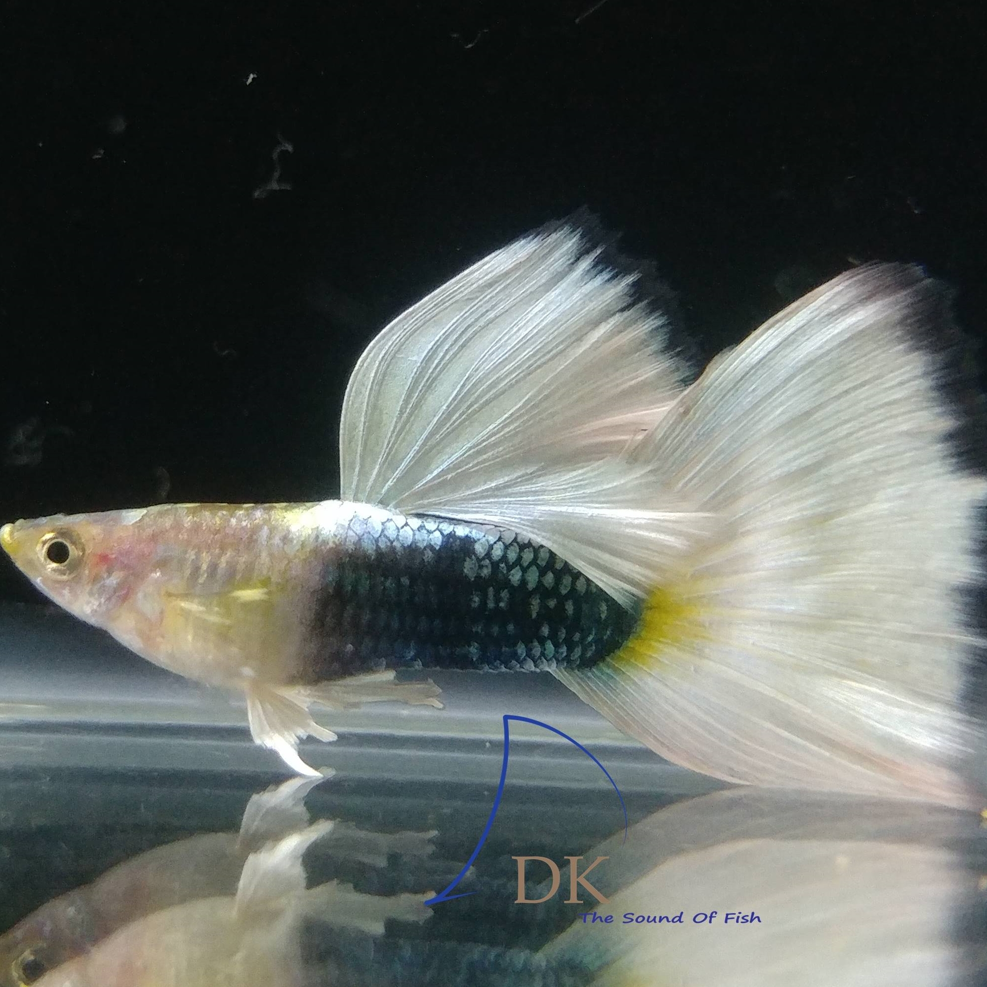 HB Pastel (albino gene) guppy fish Grade A-S pure strain 黄尾礼服(带白子基因 ...