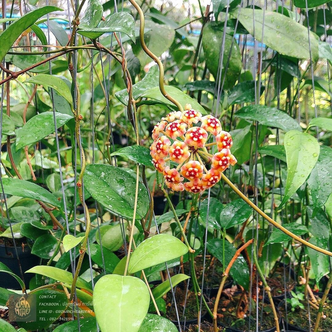 Hoya meliflua ต้นไม้ โฮย่าขนมปุยฝ้าย โฮย่าขนมถ้วยฟู ไม้แขวนประดับ กลิ่น ...