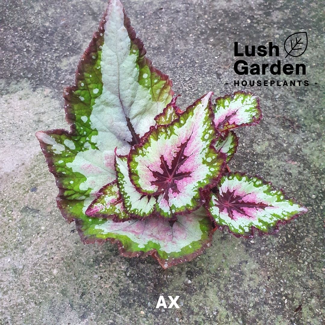 Rex Begonia / Asam Batu (Part 1) 秋海棠 120mm Pot Live Plant Pokok Hiasan ...