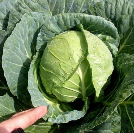 Benih Kubis bulat Manis 20pcs/Cabbage/甘蓝包菜种子 | Lazada