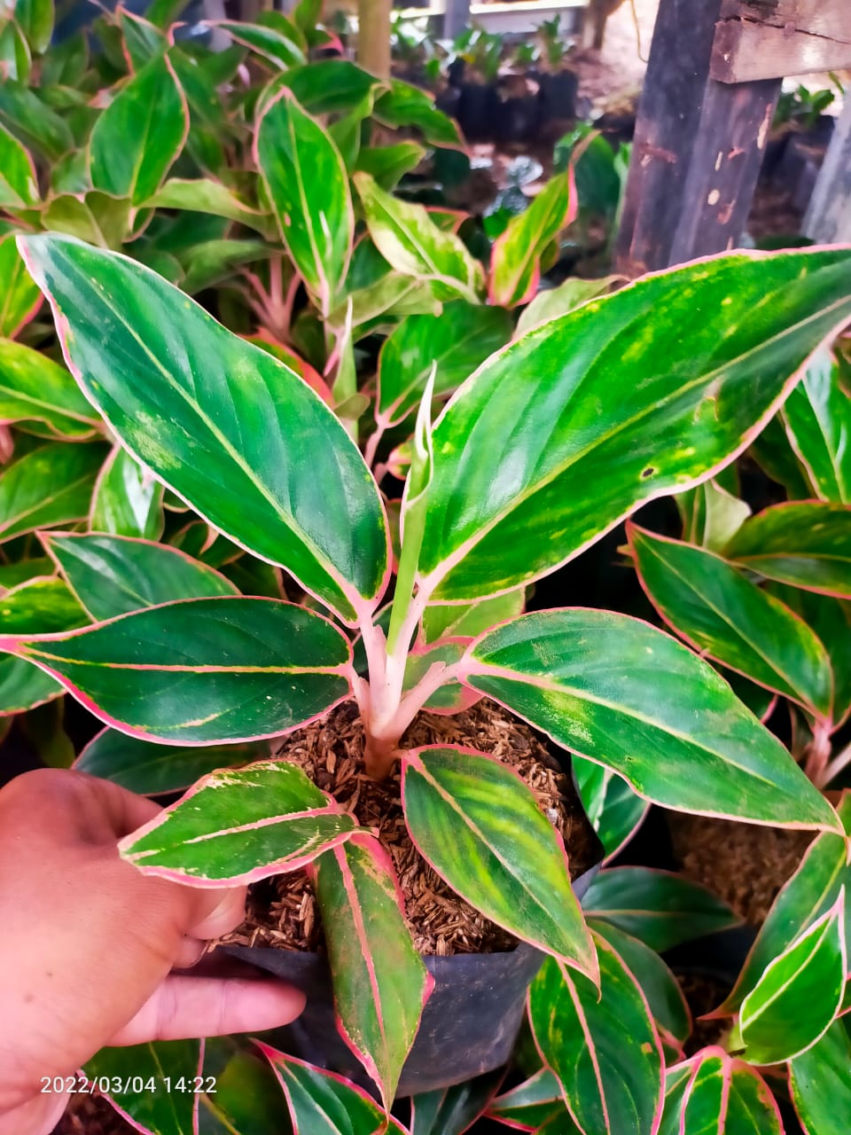 Aglonema Pink Lipstik Tanaman hias Aglonema cantik tanaman hias bunga ...