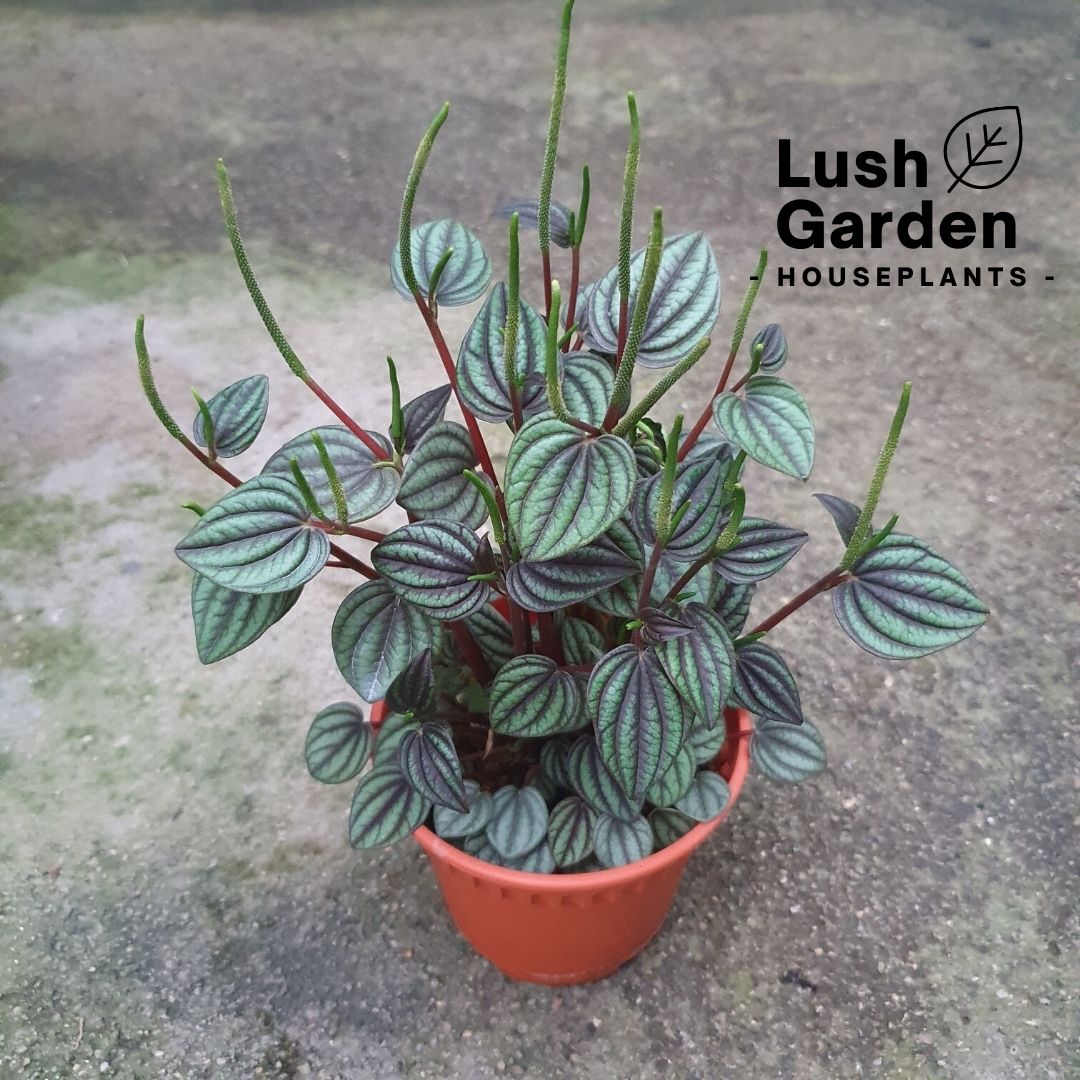 Peperomia Peacock / Peperomia Piccolo Banda 120mm Pot Indoor Live Plant ...