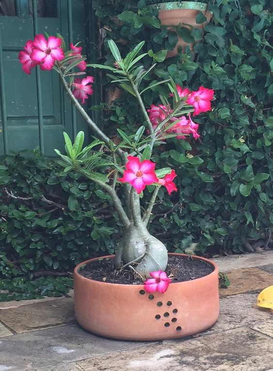 Bangkok kalachuchi (Adenum obesum) Live plant with pot | Lazada PH