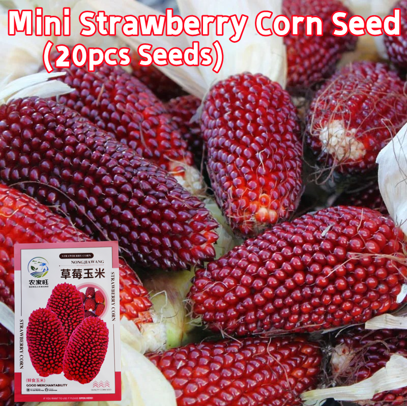 100% Original Mini Strawberry Corn Seeds for Sale (Fresh 20pcs Seeds ...