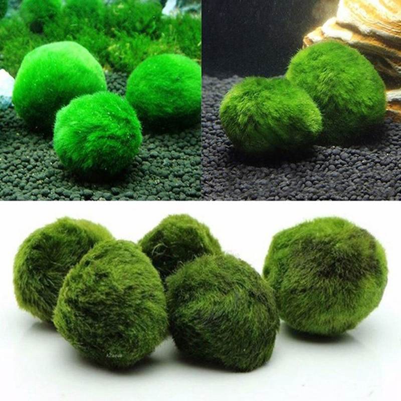 3-4cm Marimo Moss Balls Live Aquarium Plant Algae Fish Shrimp Tank Ornament MENGYU | Daraz.lk