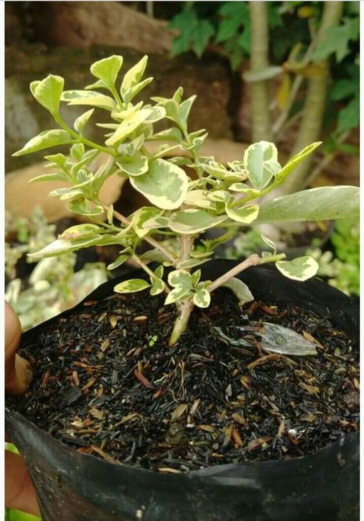 Bahan bonsai sancang varigata (ORIGINAL) | Lazada Indonesia
