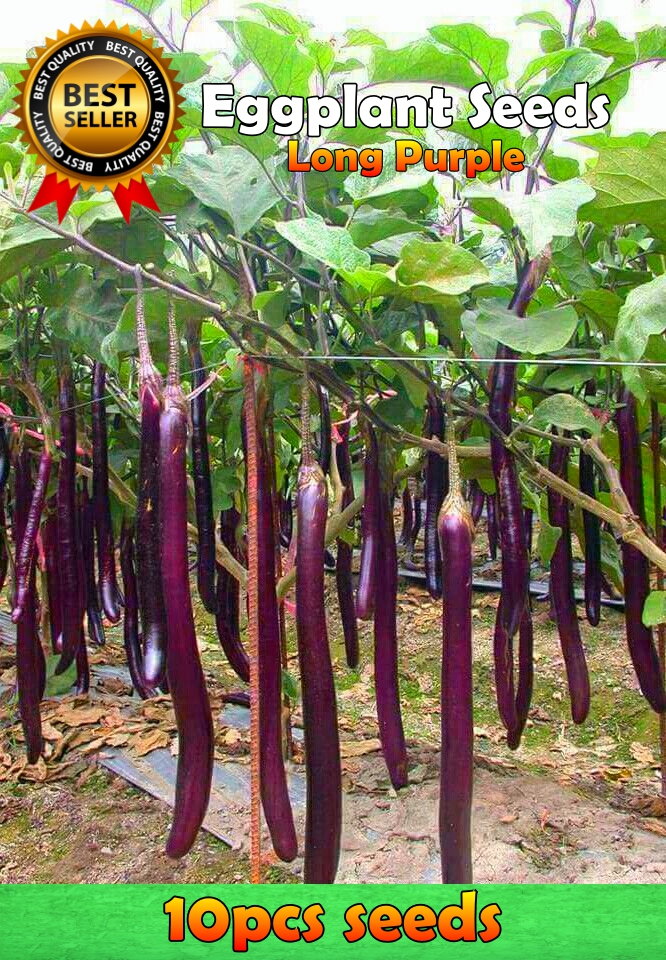 VALUE PACK! 10pcs - Eggplant/Talong Seeds (Mahaba) 1pack | Lazada PH