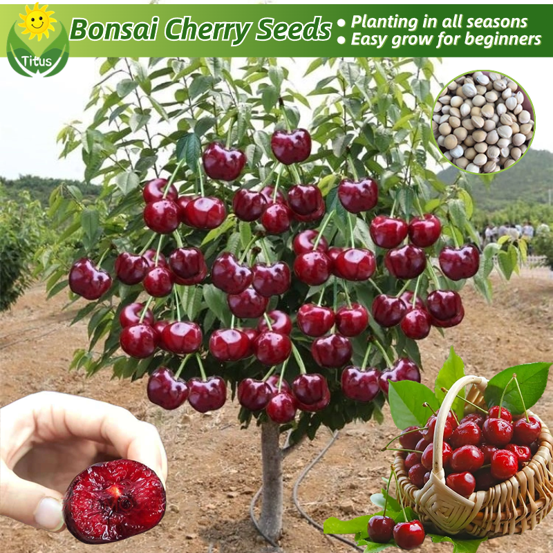 100% Original Sweet Cherry Seeds Bonsai Fruit Seeds for Planting ...