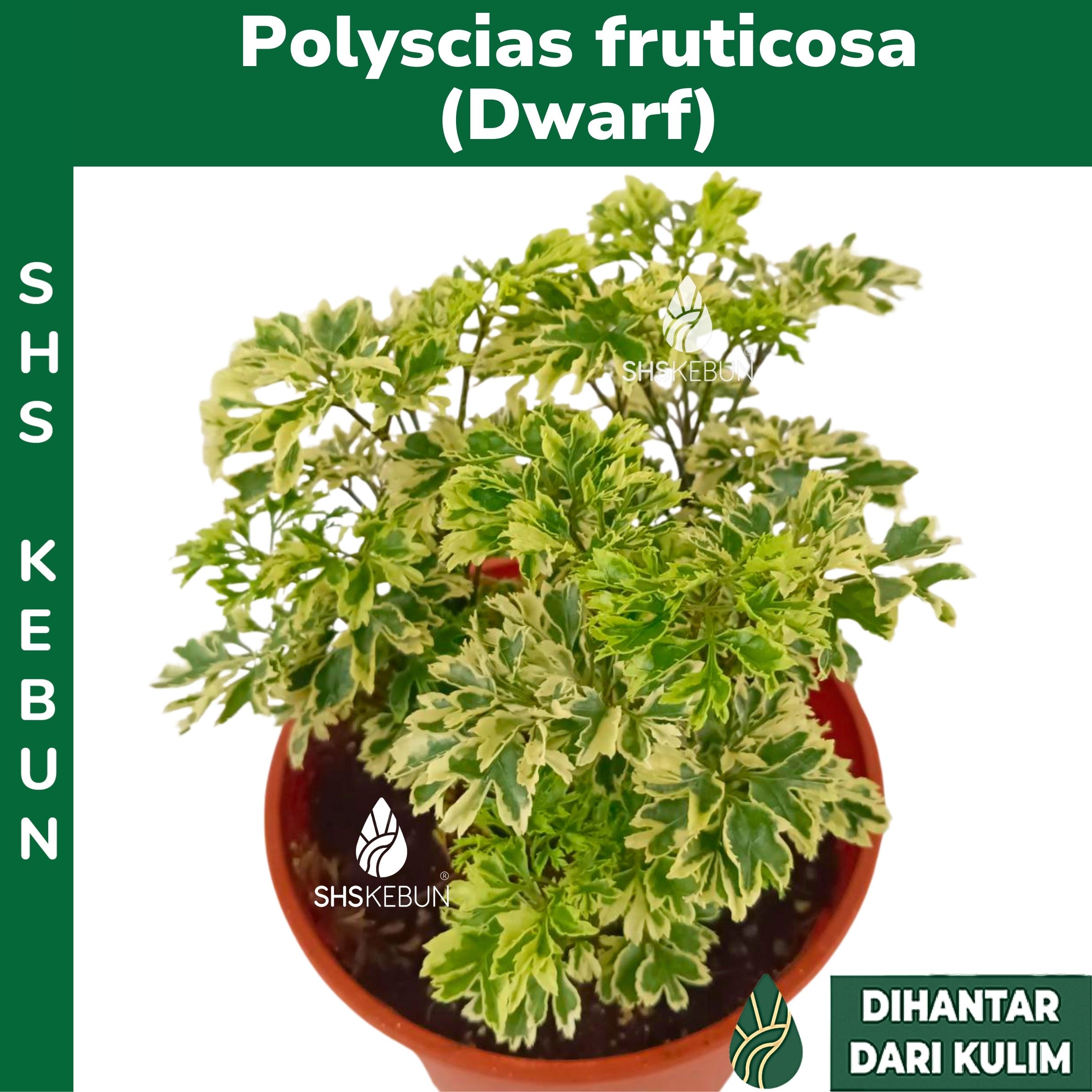 Polyscias Fruticosa Dwarf Variegated Pokok Duit Ming Aralia Live Plant ...