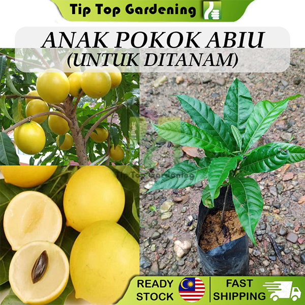 Anak Pokok Abiu Untuk Ditanam Pokok Hidup Real Live Plant Golden Fruit ...