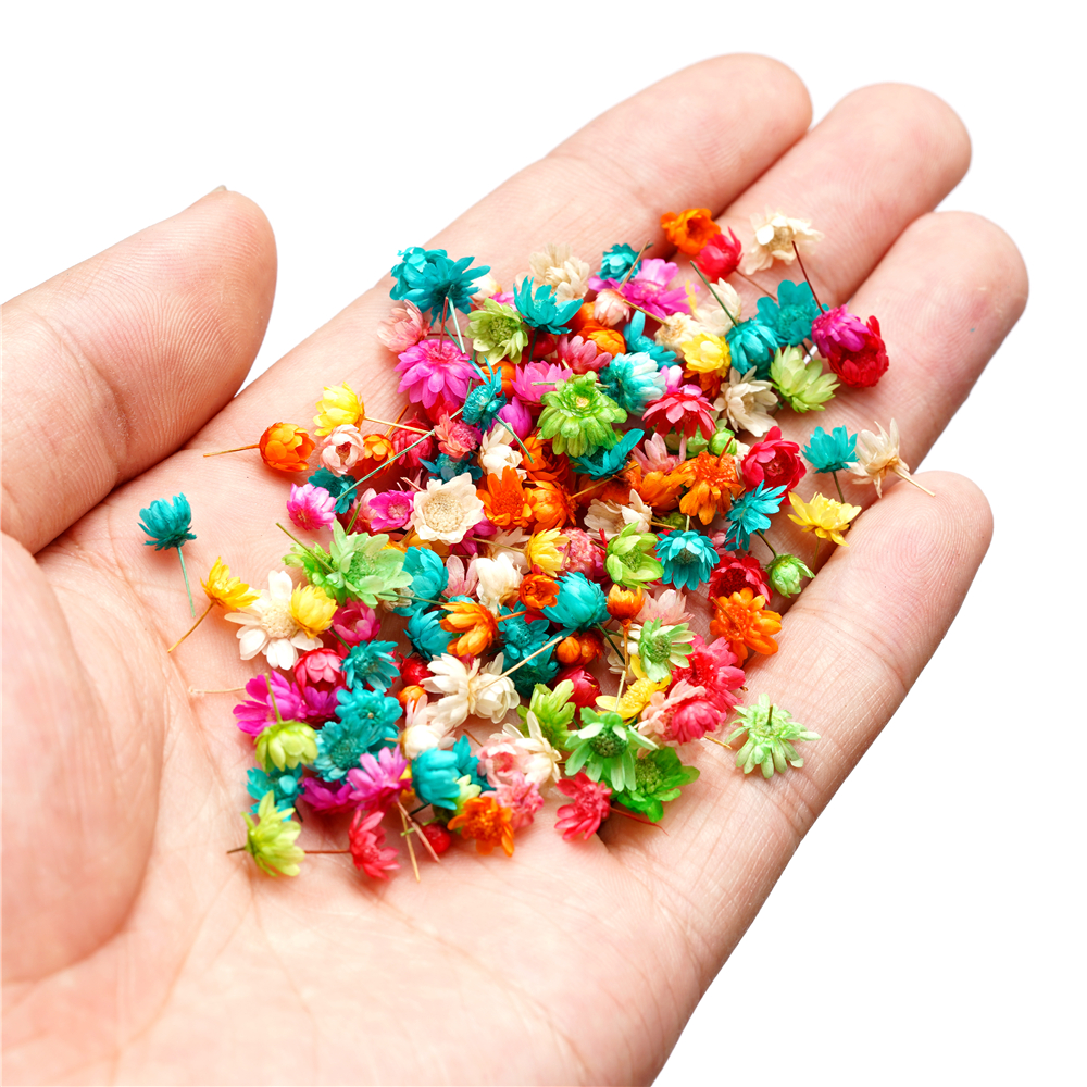 St.kunkka 1g/bag about 140pcs Colorful Dried Flower Head Flower Mini ...