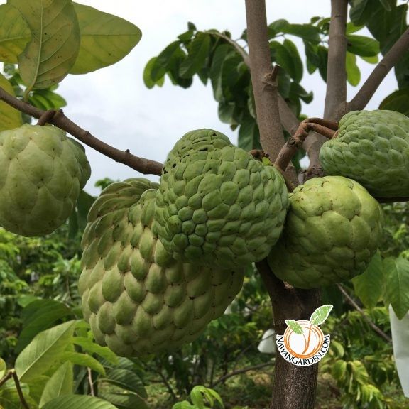 [Hot Selling] SUGAR APPLE JUMBO SIZE Hybrid Grafted (BIG) Tree can grow ...