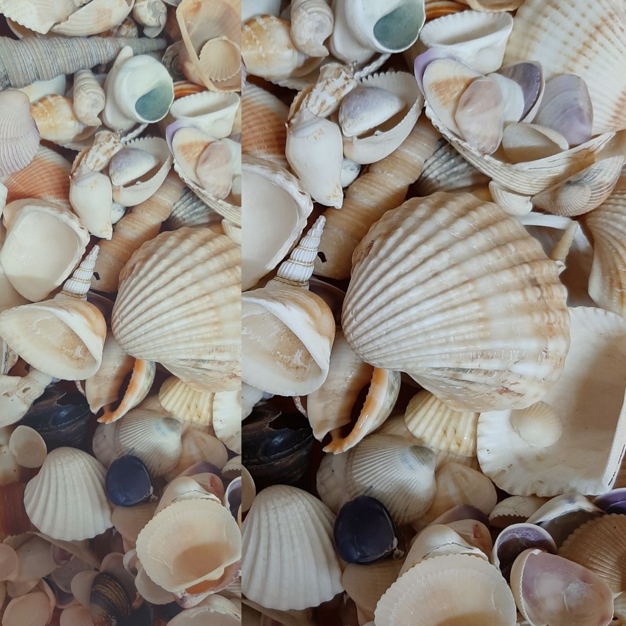 100g MIXED SEA BEACH SHELL CENGKERANG LAUT UNTUK HIASAN AKUARIUM CRAFT ...