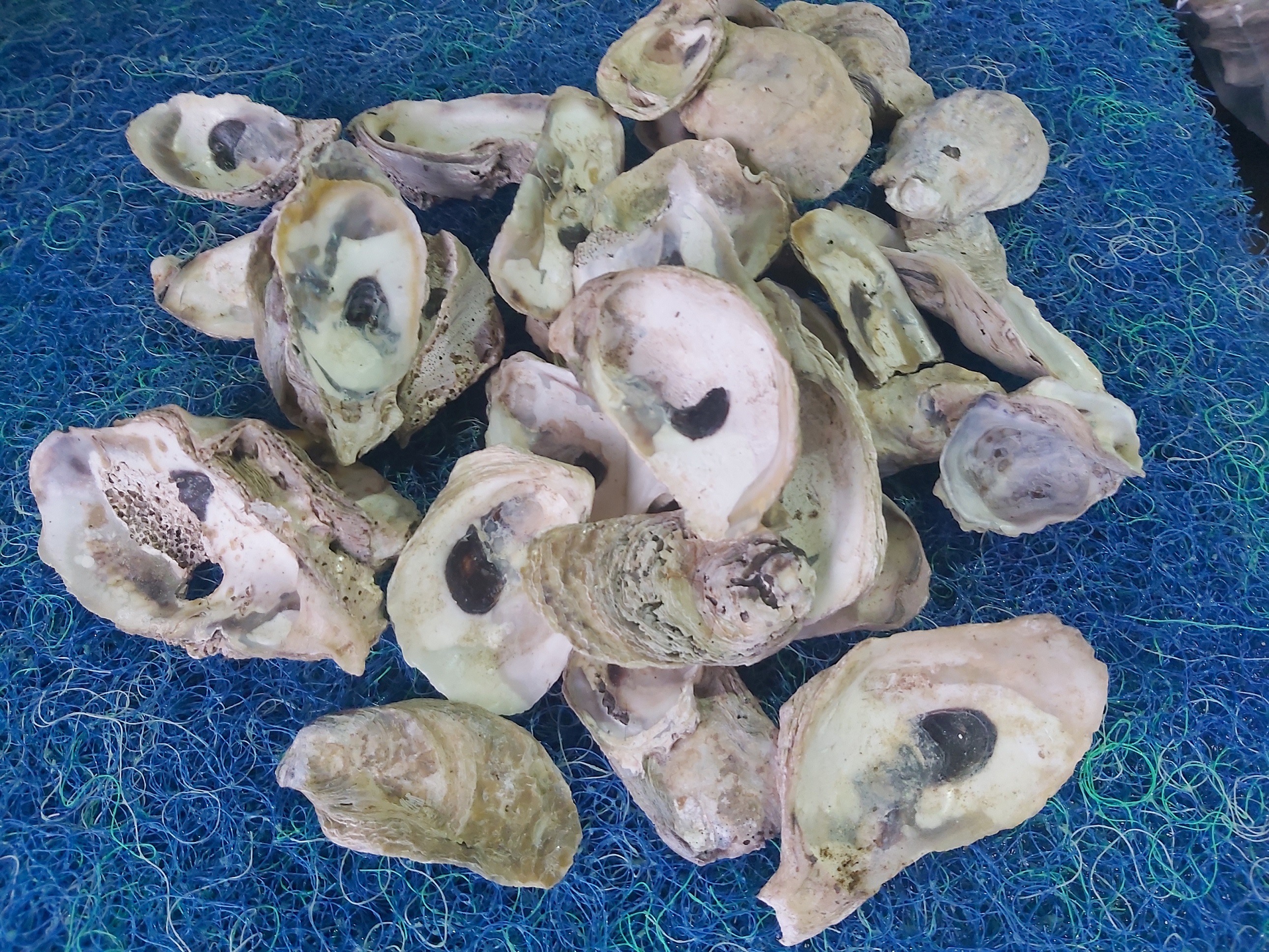 Talaba Shell 1KG Ready to Use for Filtration | Lazada PH