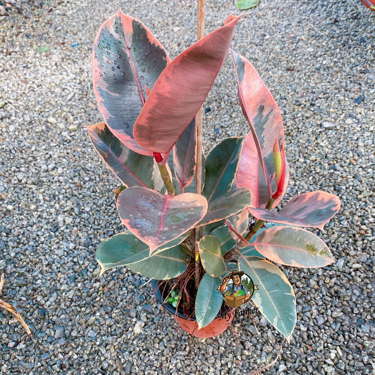 🌿Ficus Lyrata 🌿Ficus Umbellata🌿Fiddle Leaf Fig Live Plant Pokok 🌿琴叶榕🌿 ...