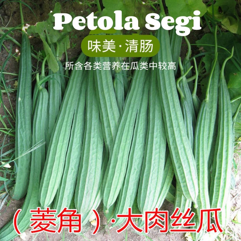 Benih Petola Segi (15 Seeds)/长棱丝瓜种籽 /Angled Luffa Seeds | Lazada