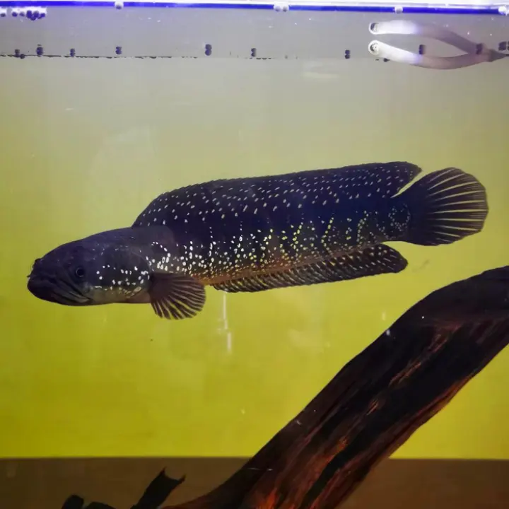 Seven-star fry live freshwater culture mountain spot pearl red thunder ...