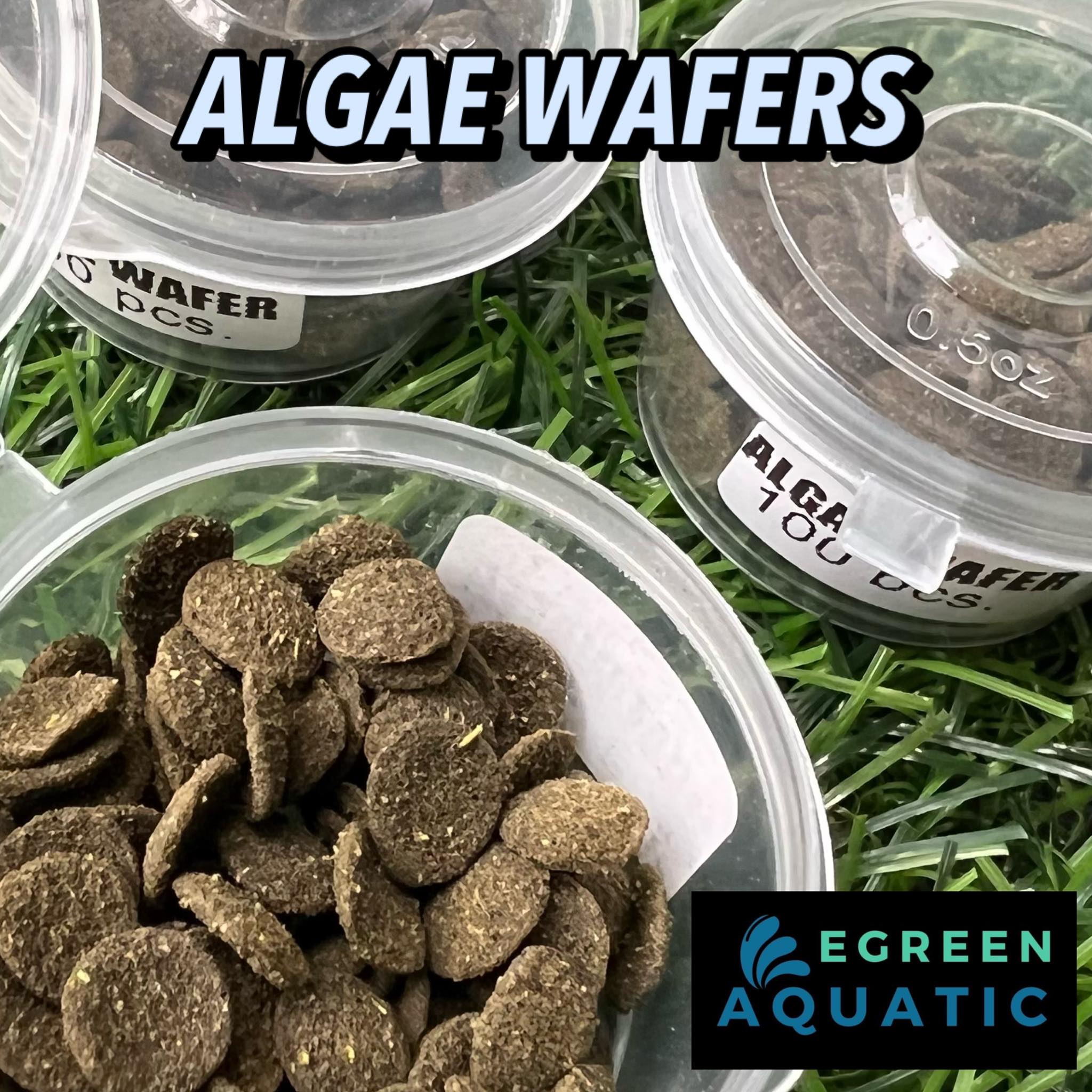 Mini Algae Wafers (Sinking) Herbivores | Japan Brand - 100pcs | Lazada PH