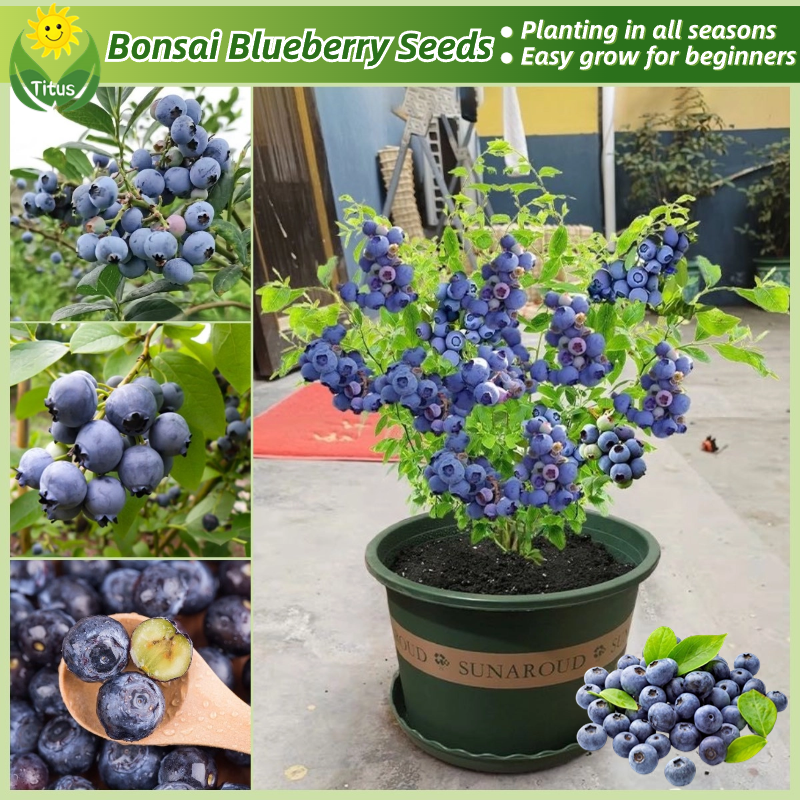 [Fast Growing Seed] Fresh Legit Bonsai Blueberry Seeds for Planting ...
