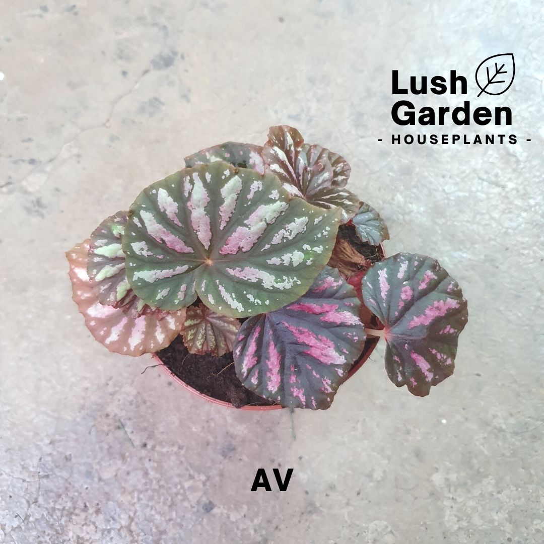 Rex Begonia / Asam Batu (Part 1) 秋海棠 120mm Pot Live Plant Pokok Hiasan ...