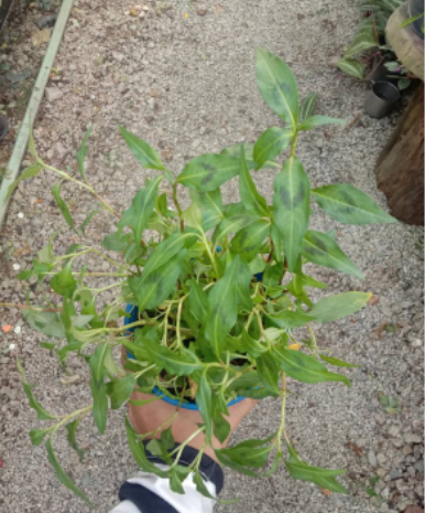 Pokok Kesum / Polygonum Minus Huds Sapling | Lazada