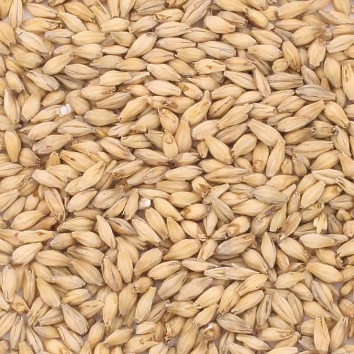 Crystal Rye Malt (Thomas Fawcett) 1 lbs - homebrewthai - ThaiPick