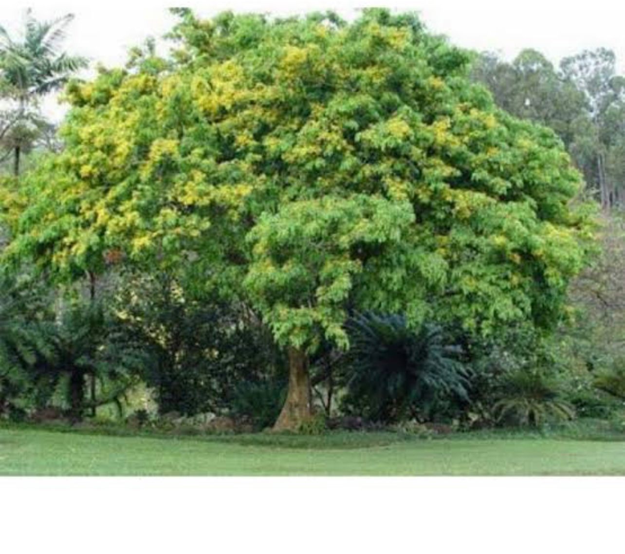 NARRA Tree Seeds Tropical Plants Tree High Germination | Lazada PH