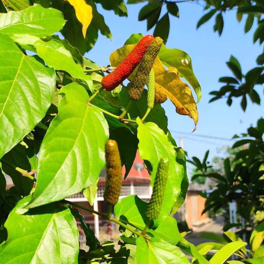 Bibit herbal Cabai Jawa / cabai puyeng / cabe jamu / cabe jawa lokal ...