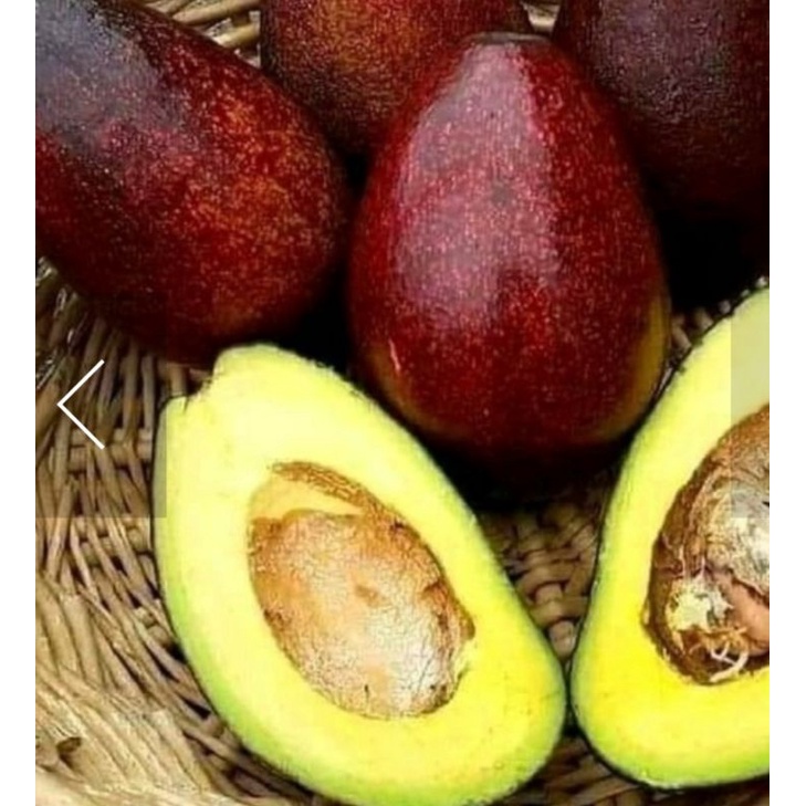 POKOK AVOCADO RED VIETNAM GRAFTED-RARE | Lazada